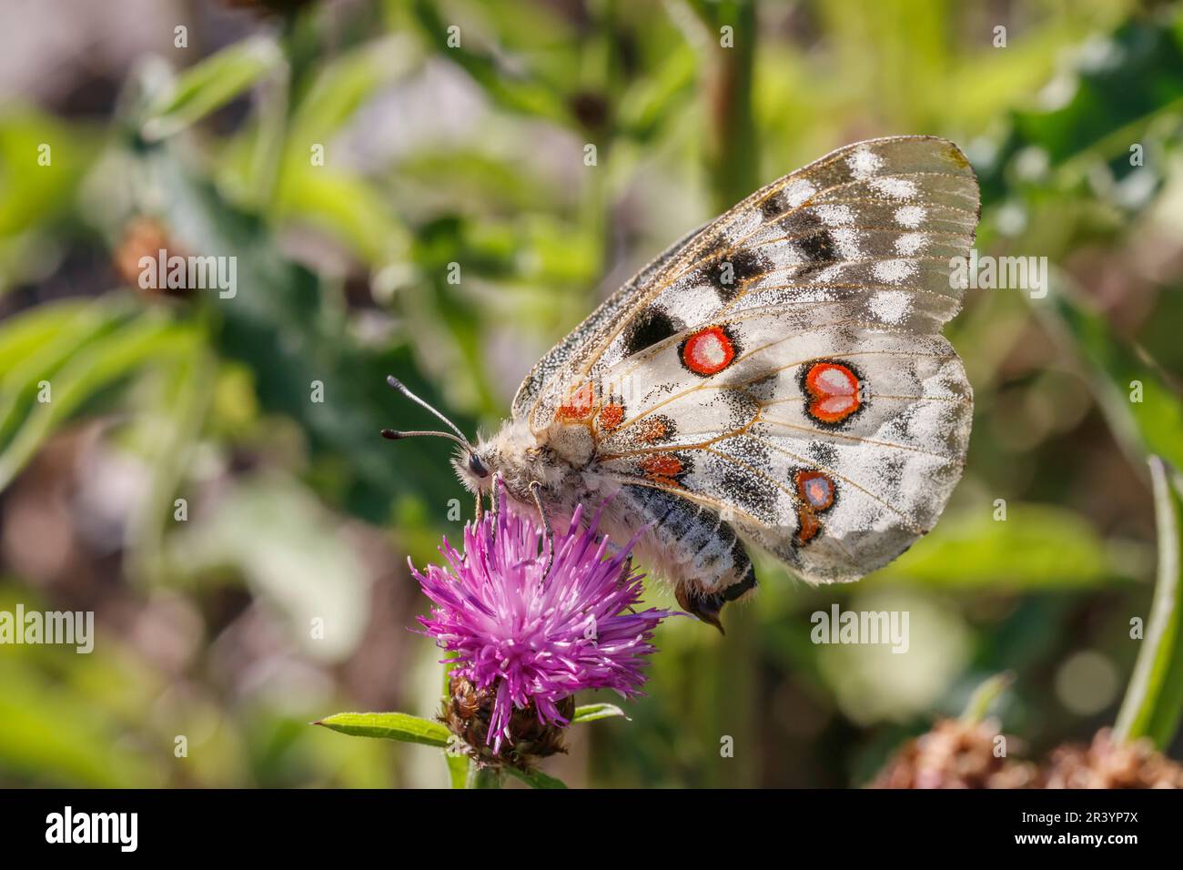 Parnassius apollo viningensis, known as the Apollo, also Mountain ...