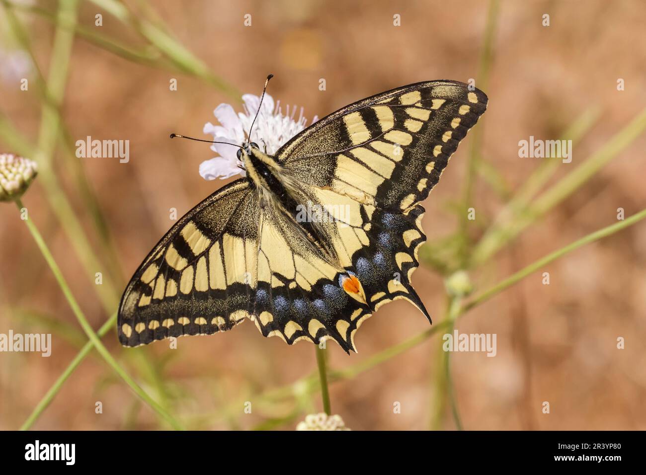 Papilio machaon, known as Old World swallowtail, Common yellow swallowtail, European swallowtail ...