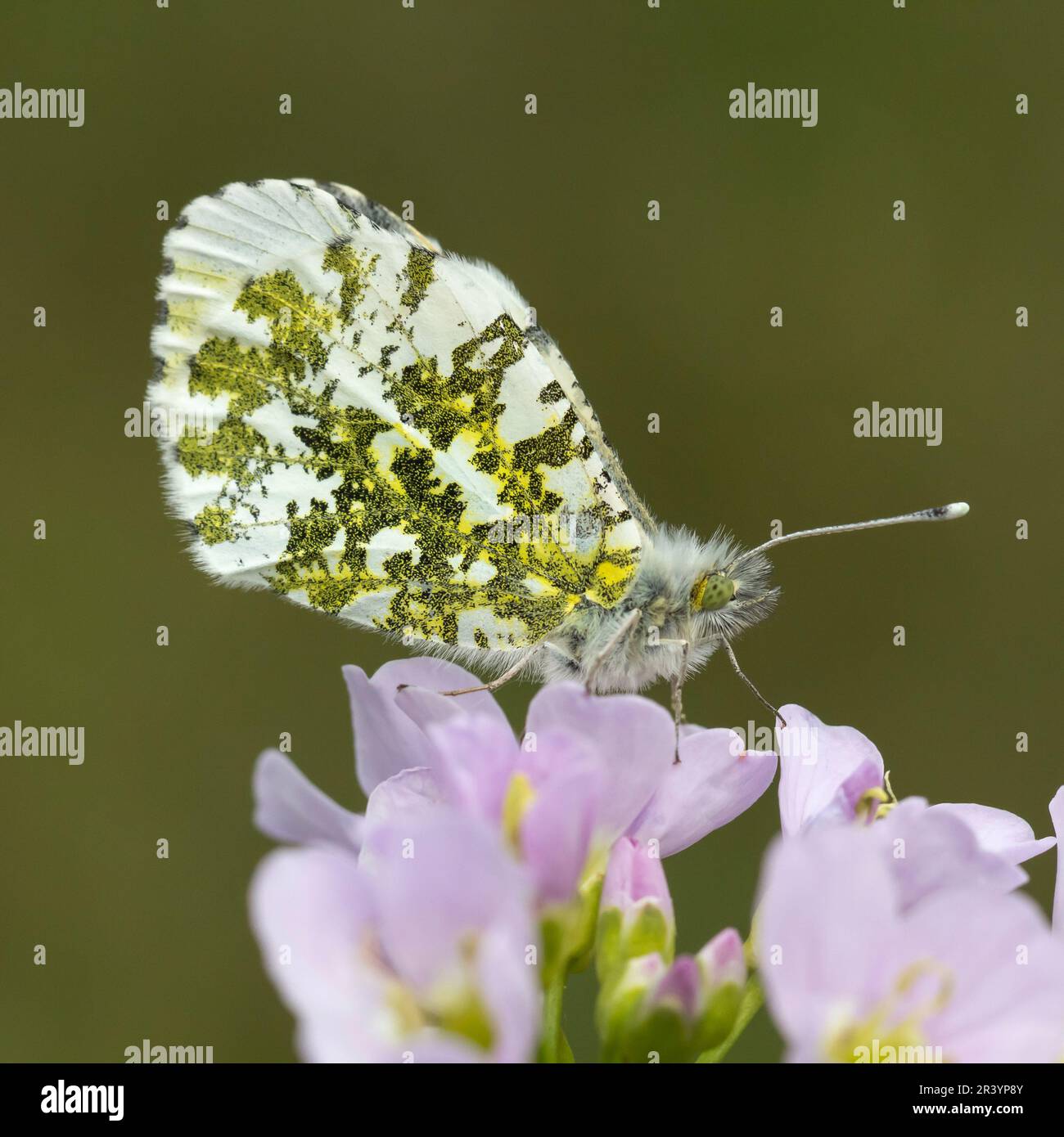 Anthocharis cardamines, known as Orange tip, Orange-tip butterfly on ...