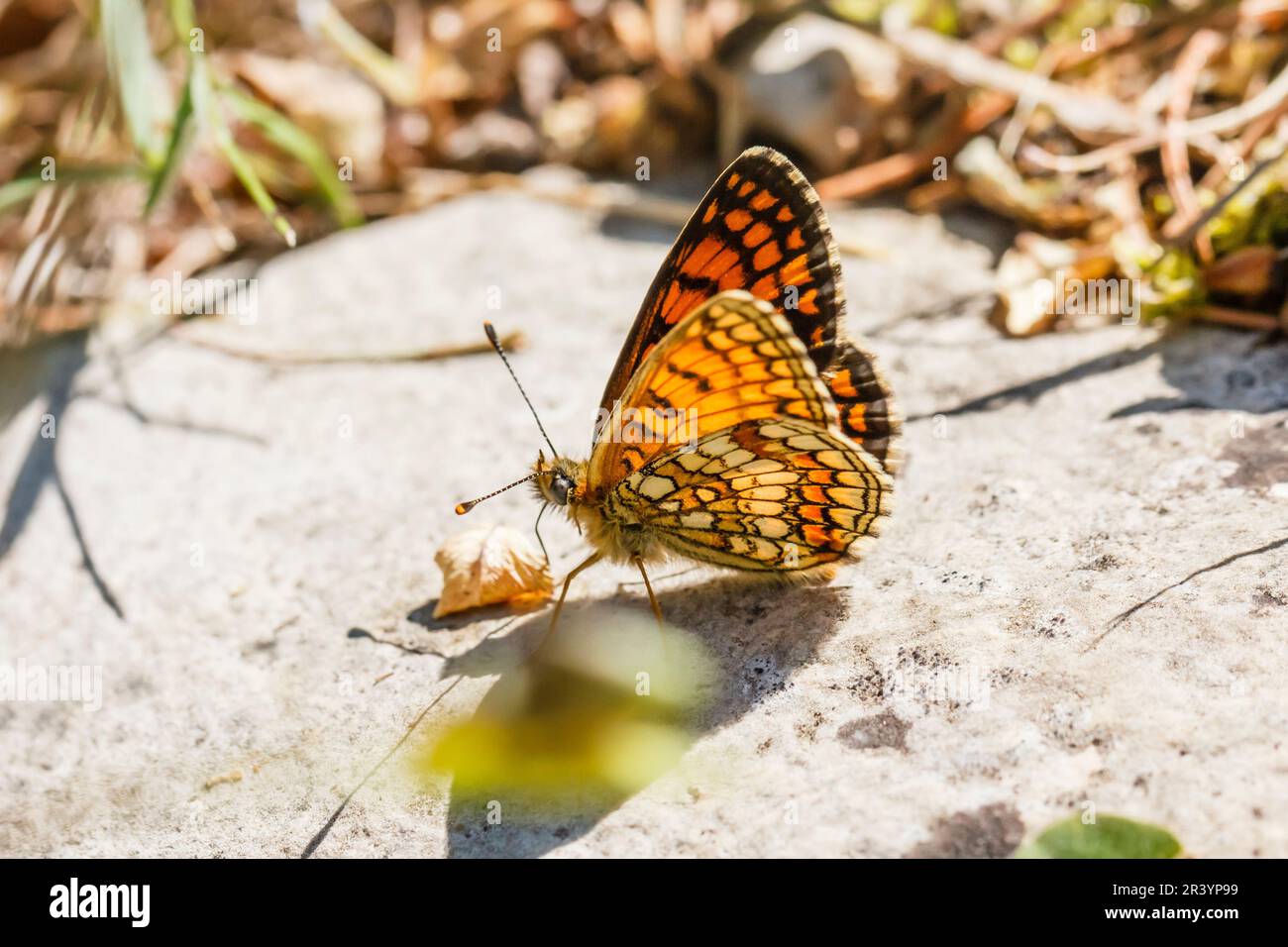 Meliaea athalia hi-res stock photography and images - Alamy