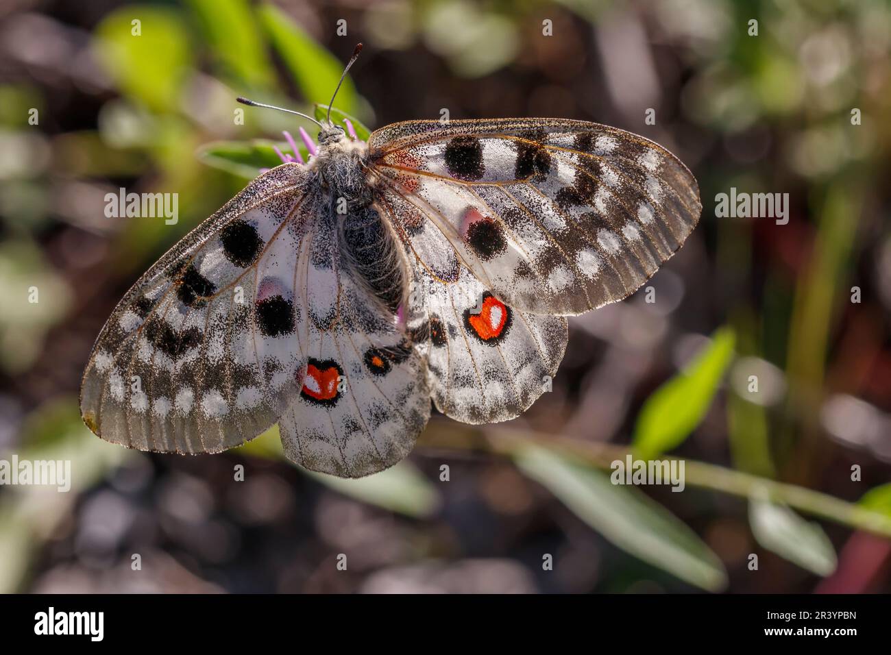 Parnassius apollo viningensis, known as the Apollo, also Mountain ...