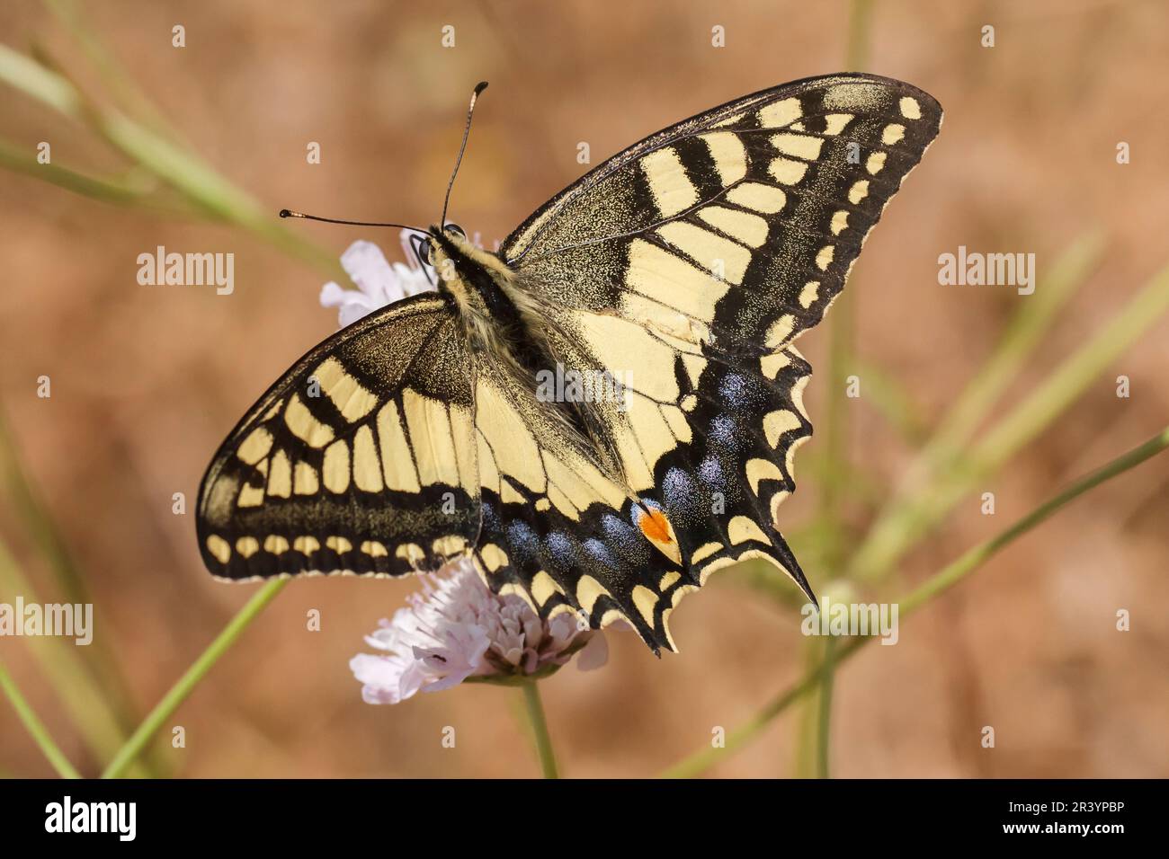 Papilio machaon, known as Old World swallowtail, Common yellow swallowtail, European swallowtail ...