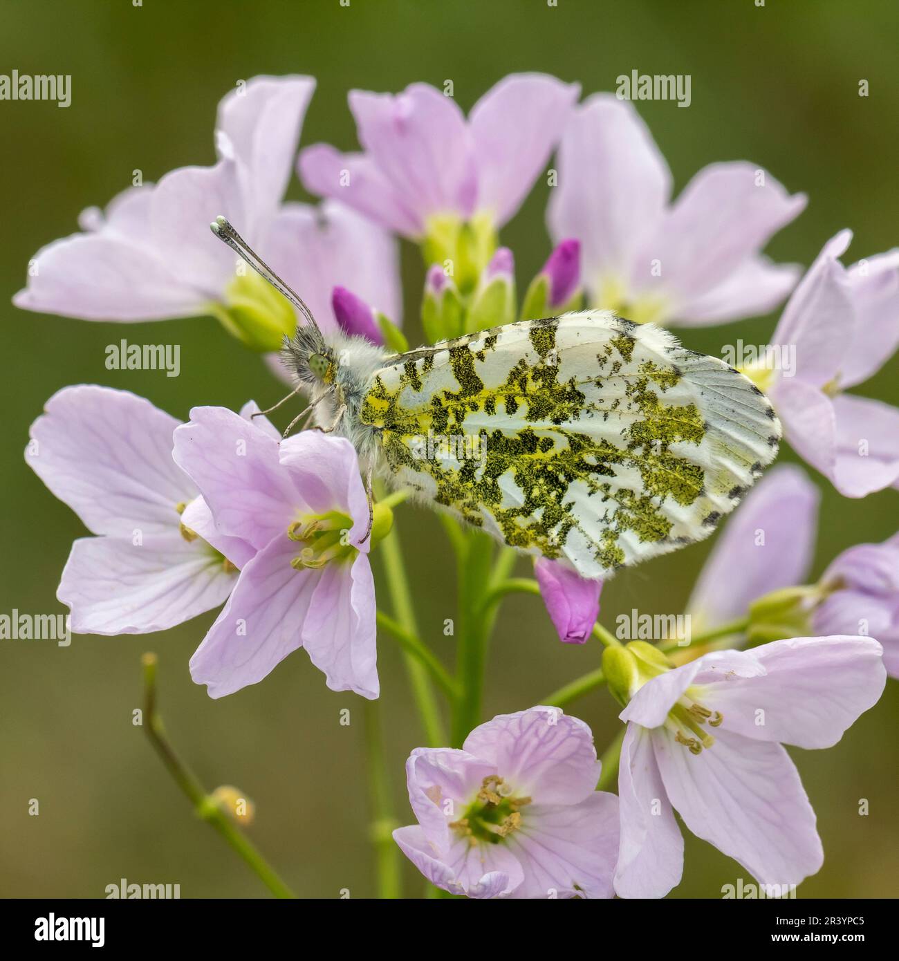 Anthocharis cardamines, known as Orange tip, Orange-tip butterfly on ...