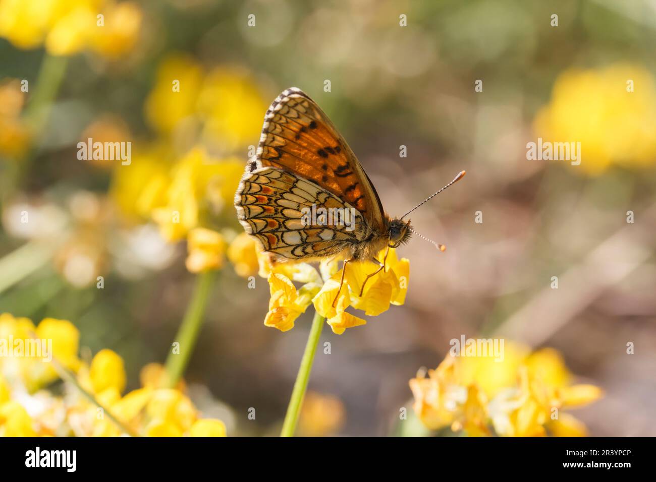 Melitaea celadussa, Melitaea athalia, ssp. celadussa, known as South ...