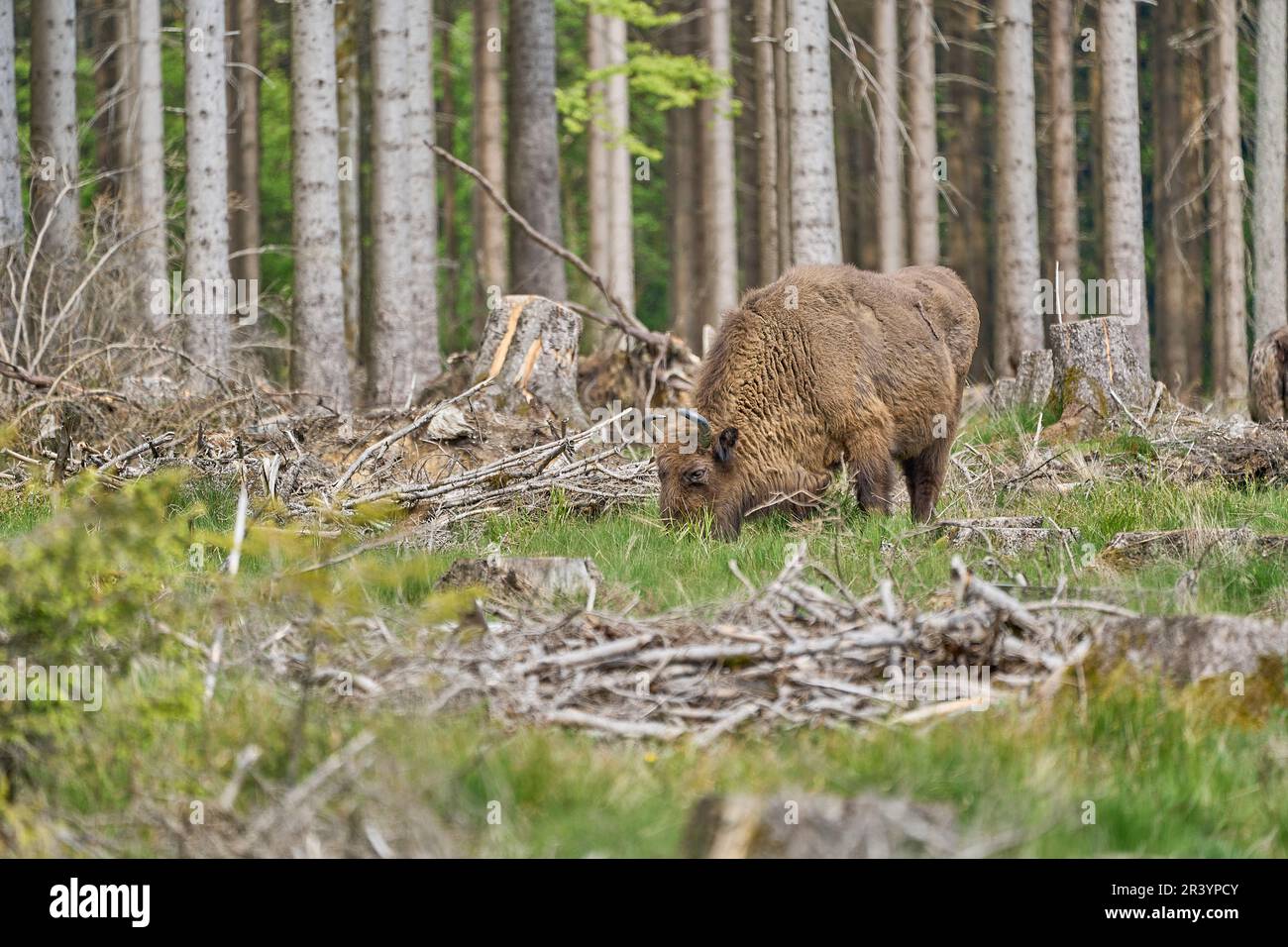 wild living European wood Bison, also Wisent or Bison Bonasus, is a ...