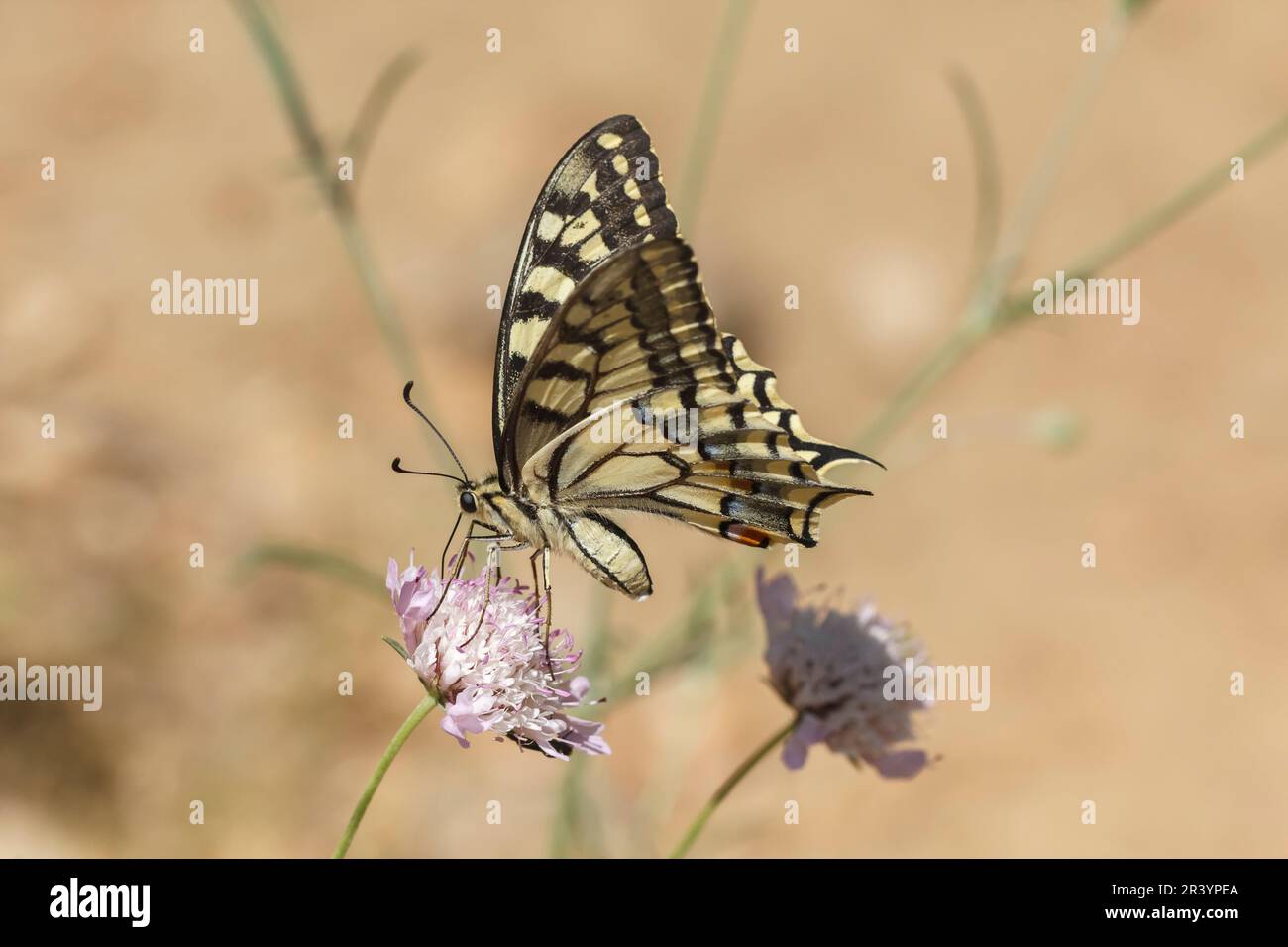 Papilio machaon, known as Old World swallowtail, Common yellow swallowtail, European swallowtail ...