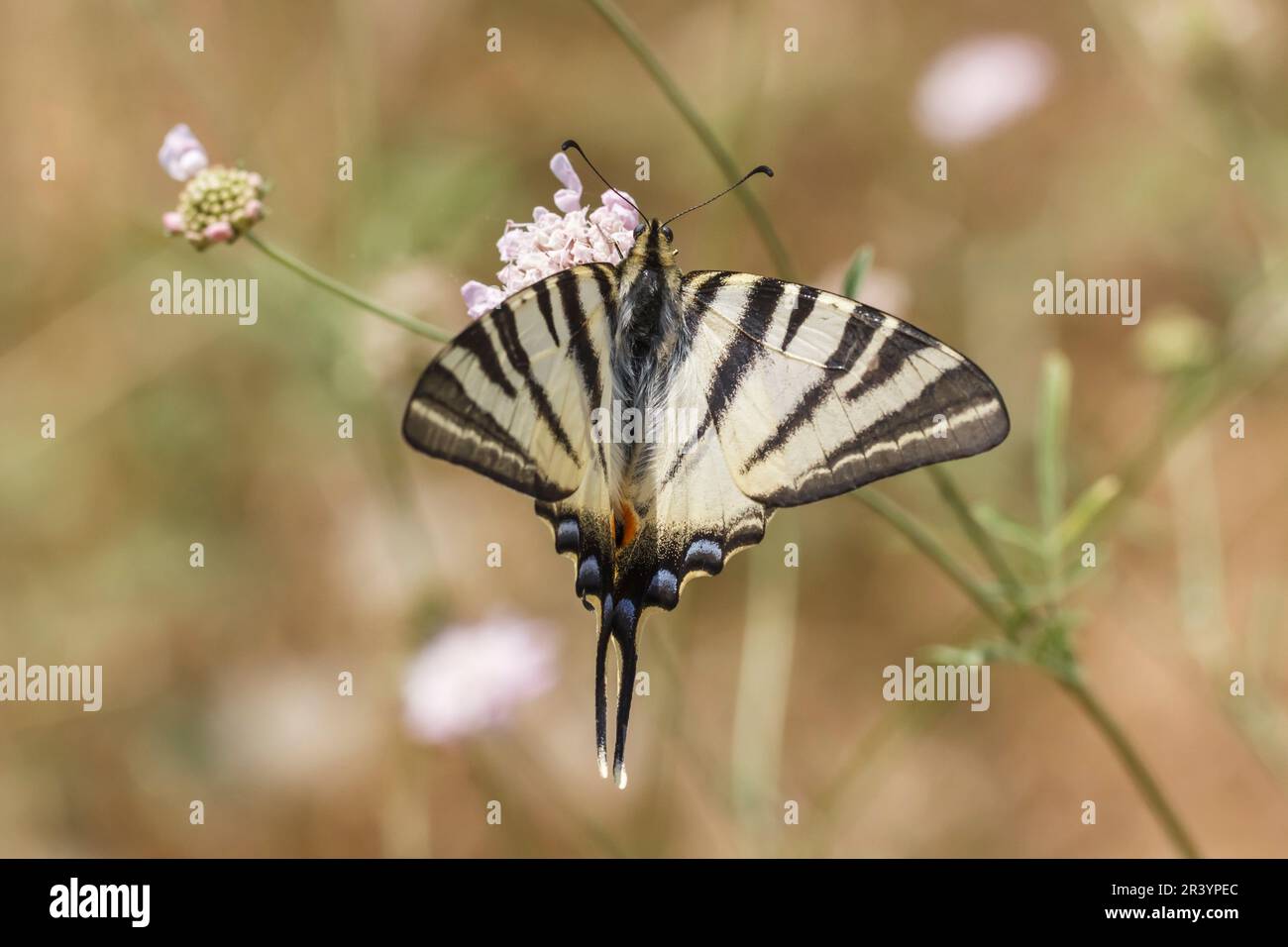 Iphiclides podalirus, known as Southern Scarce swallowtail, Sail ...