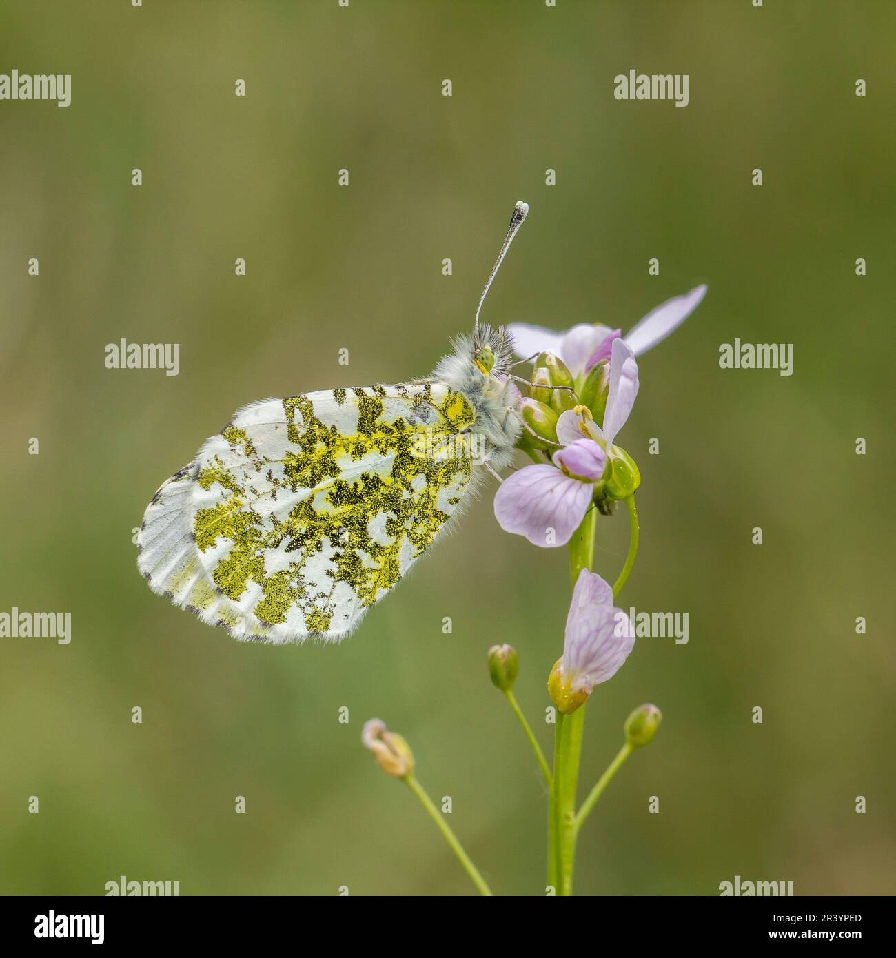 Anthocharis cardamines, known as Orange tip, Orange-tip butterfly on ...
