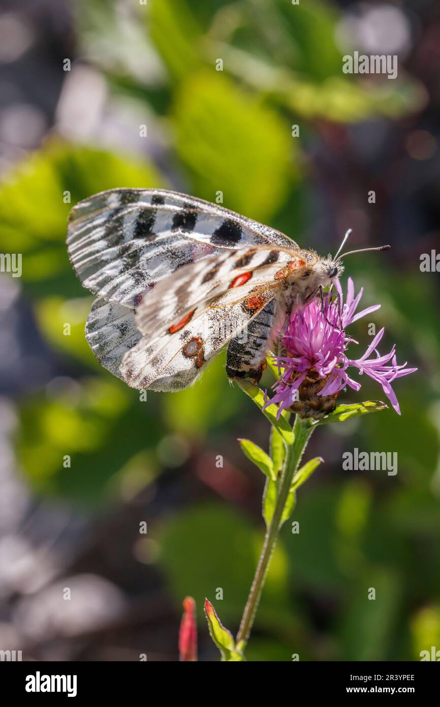 Parnassius apollo viningensis, known as the Apollo, also Mountain ...