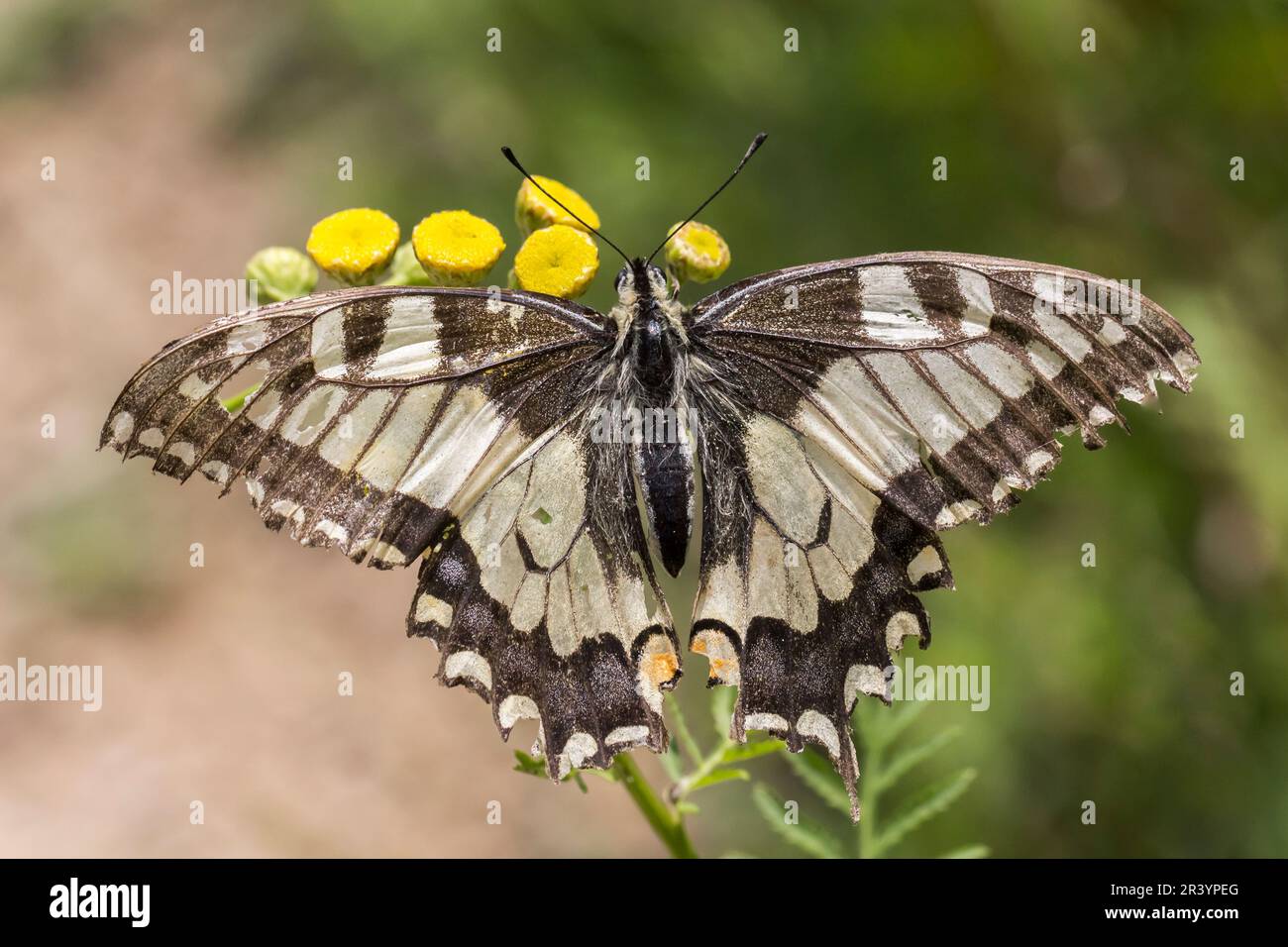 Papilio machaon, known as Old World swallowtail, Common yellow swallowtail, European swallowtail ...
