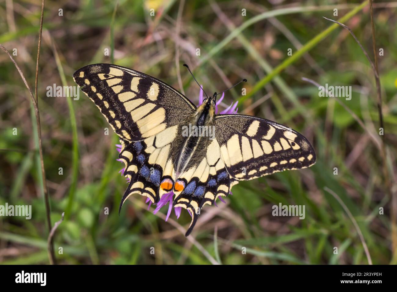 Papilio machaon, known as Old World swallowtail, Common yellow swallowtail, European swallowtail ...