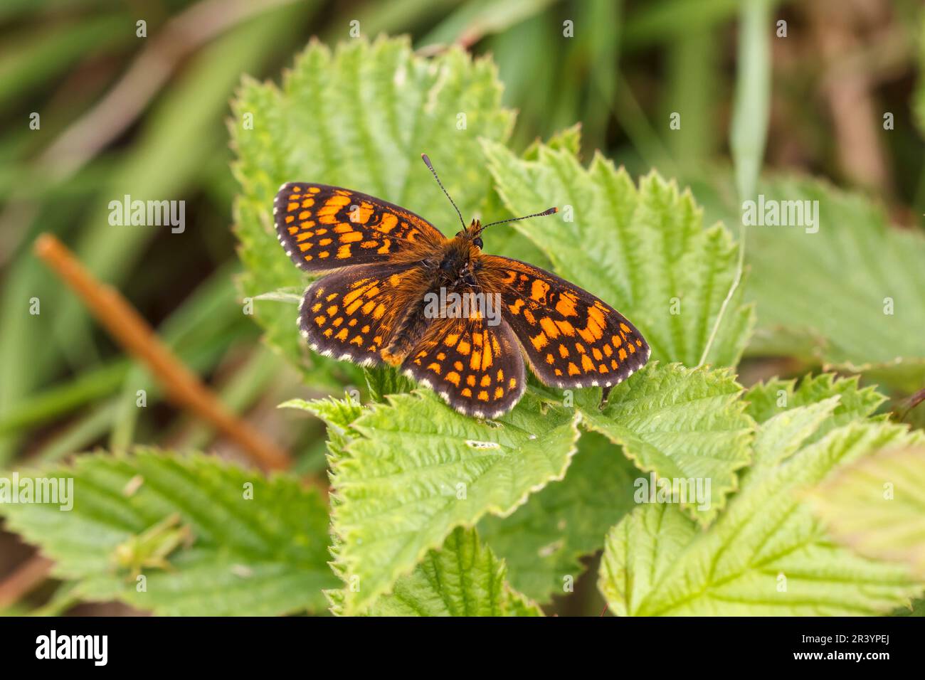 Melitaea celadussa, Melitaea athalia, ssp. celadussa, known as South ...