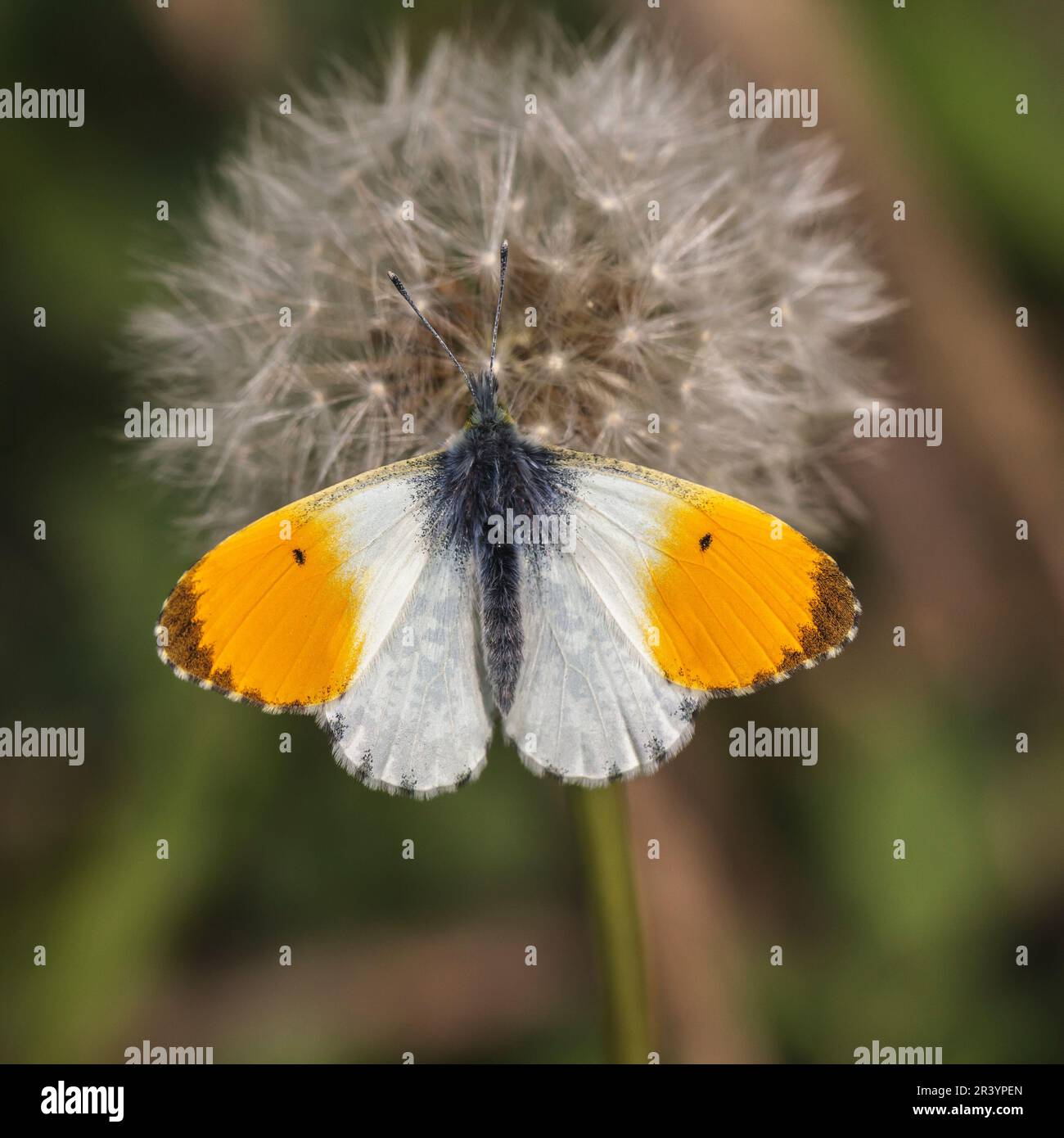 Anthocharis cardamines, known as Orange tip, Orange-tip butterfly (male ...