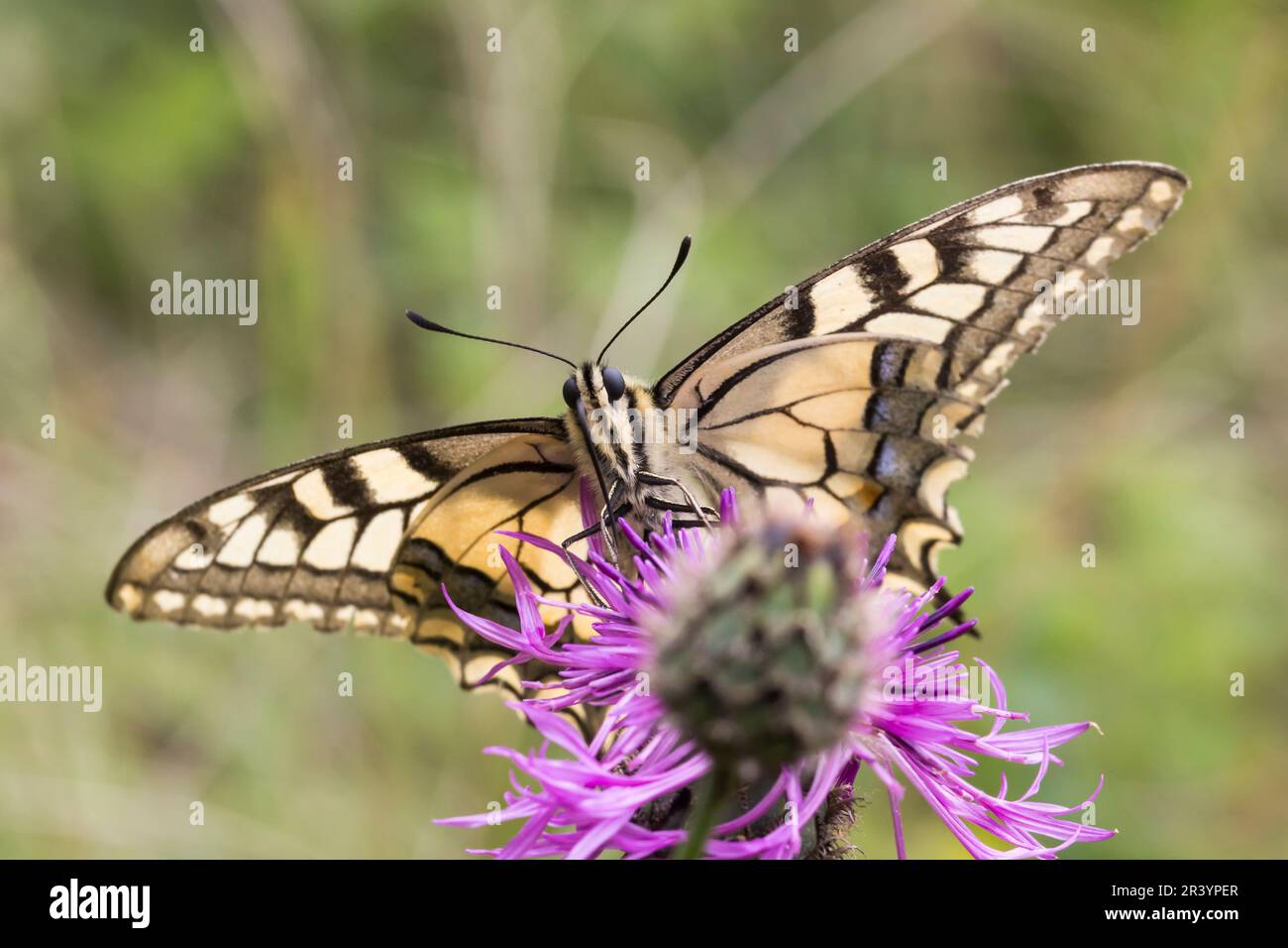 Papilio machaon, known as Old World swallowtail, Common yellow swallowtail, European swallowtail ...