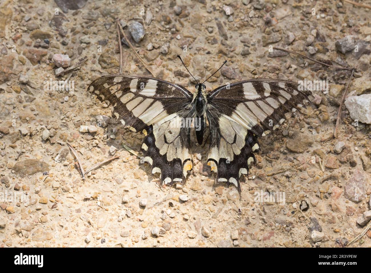 Papilio machaon, known as Old World swallowtail, Common yellow swallowtail, European swallowtail ...