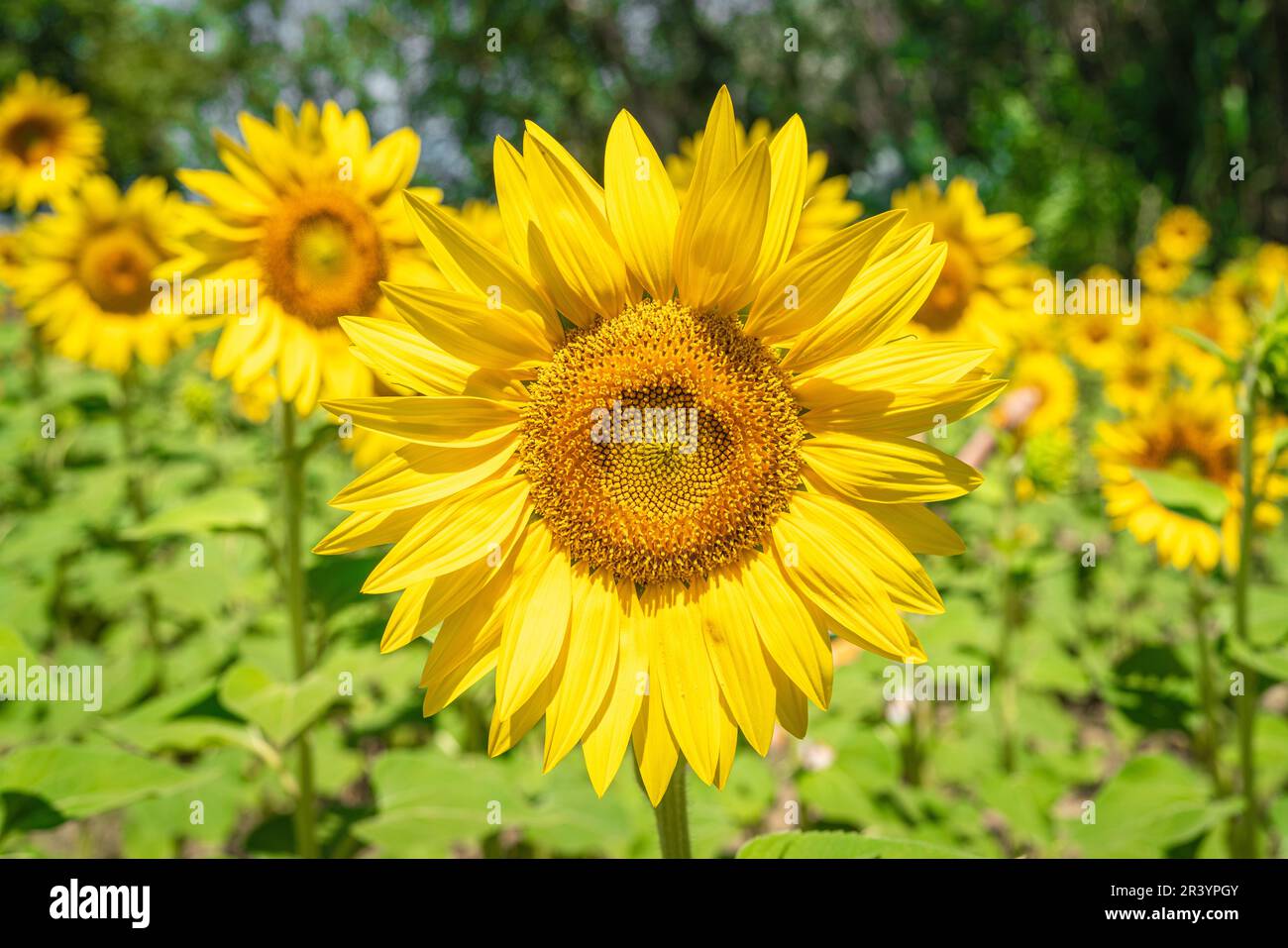 Yellow roses sunflower flowers hi-res stock photography and images - Alamy