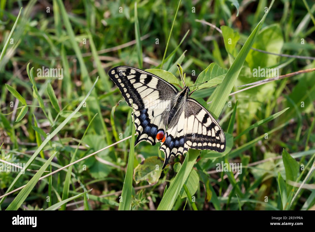 Papilio machaon, known as Old World swallowtail, Common yellow swallowtail, European swallowtail ...