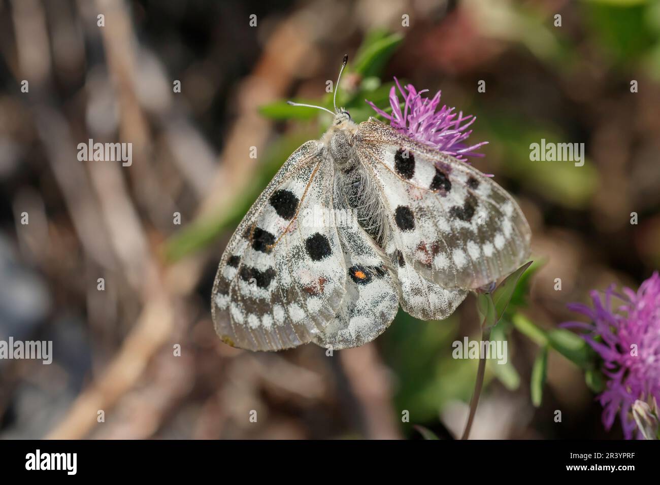 Parnassius apollo viningensis, known as the Apollo, also Mountain ...