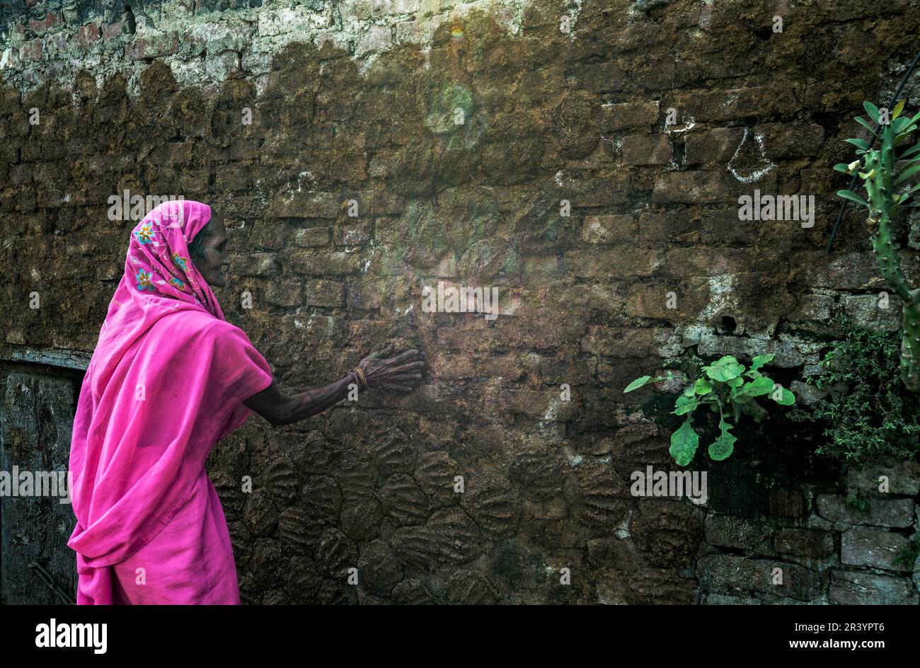 12 20 2014 elderly woman applying cow dung on a wall for drying at a ...