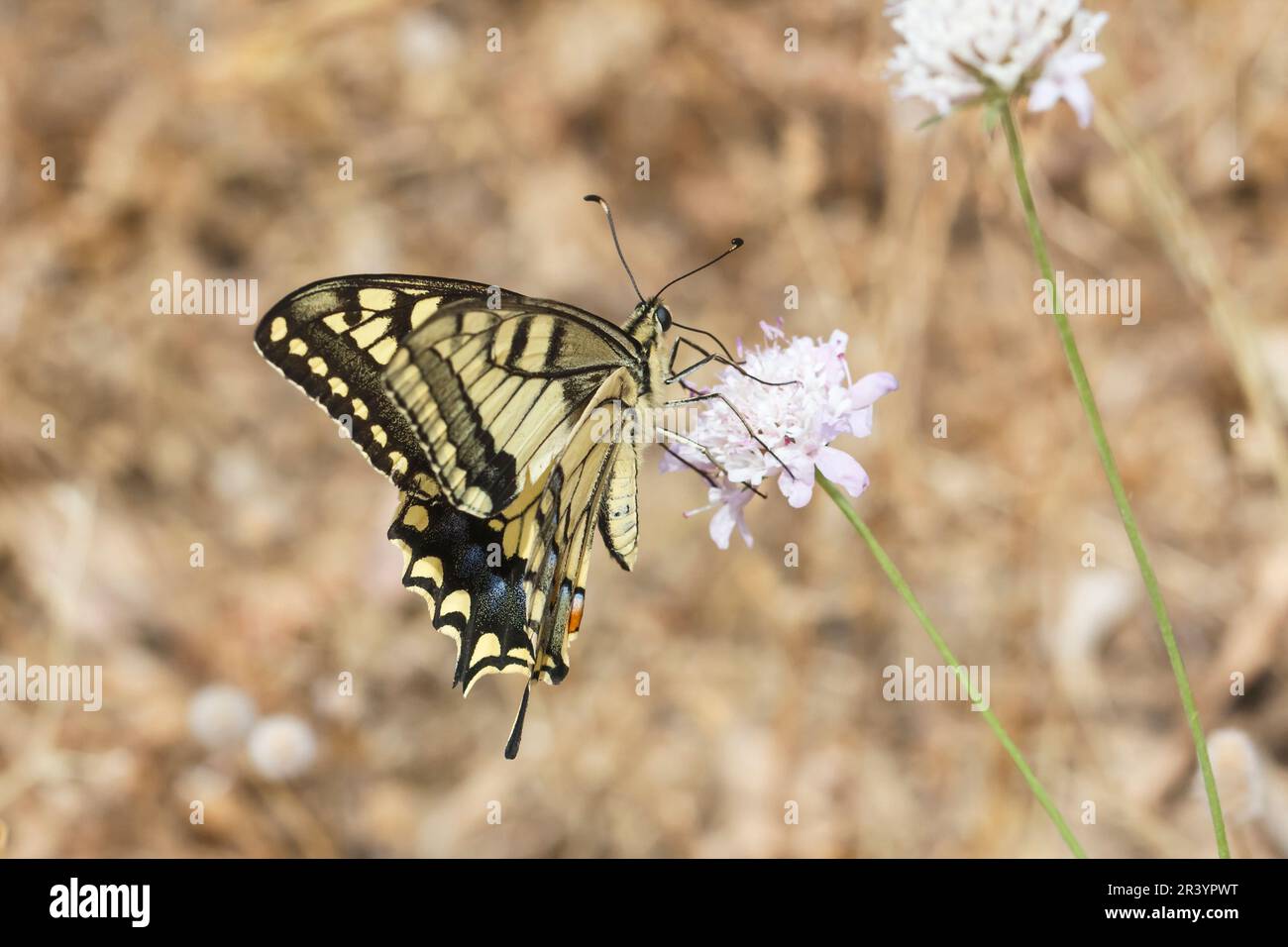 Papilio machaon, known as Old World swallowtail, Common yellow ...