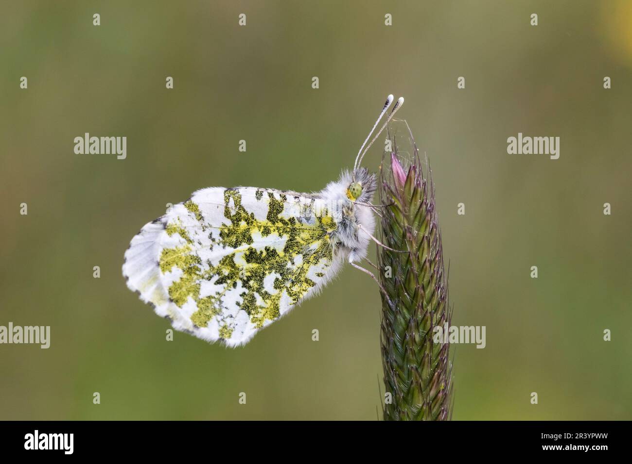 Anthocharis cardamines, known as Orange tip, Orange-tip butterfly Stock ...