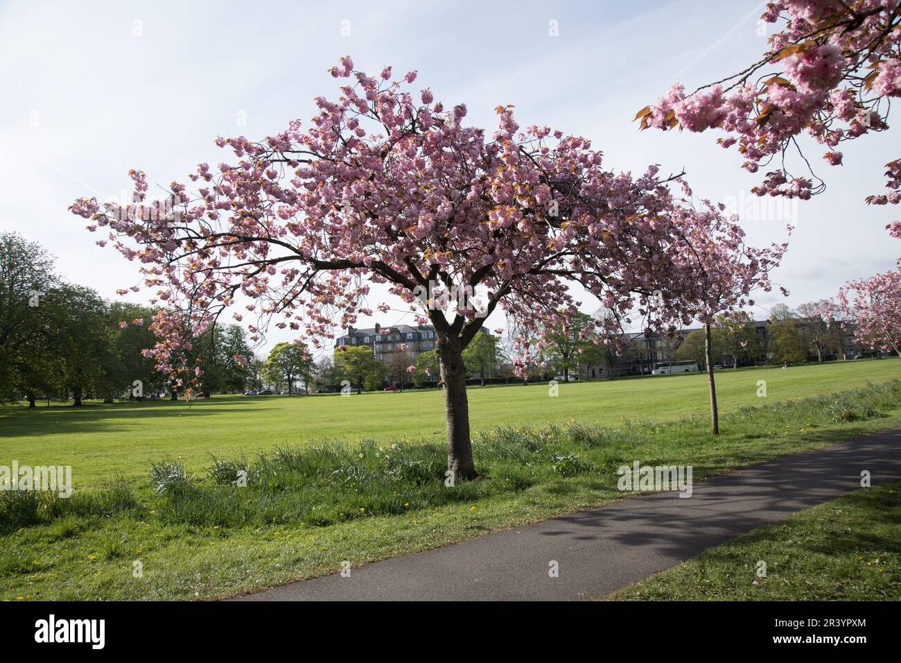 Ornamental cherry trees hi-res stock photography and images - Alamy