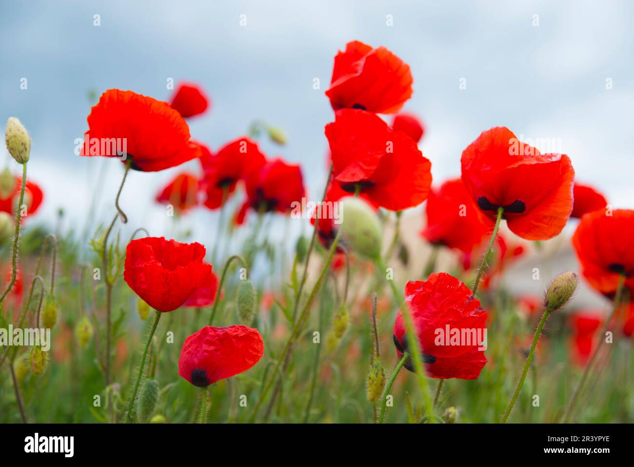 Plantas flores silvestres plantas hi-res stock photography and images ...