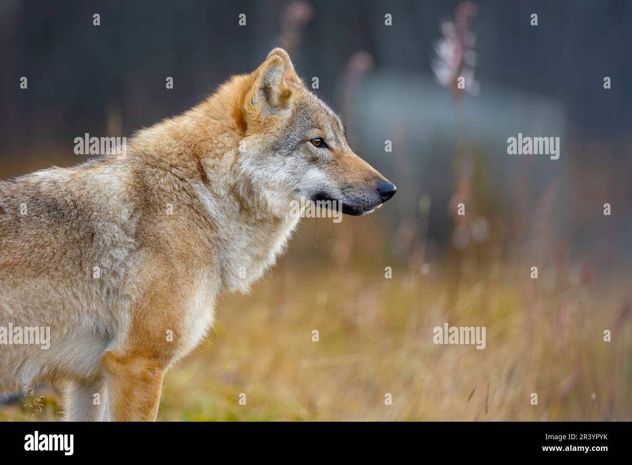 Close-up of alert female grey wolf standing in the forest Stock Photo ...