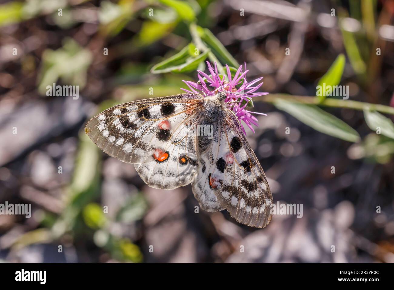 Parnassius apollo viningensis, known as the Apollo, also Mountain ...
