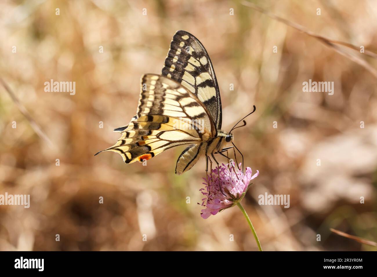 Papilio machaon, known as Old World swallowtail, Common yellow swallowtail, European swallowtail ...