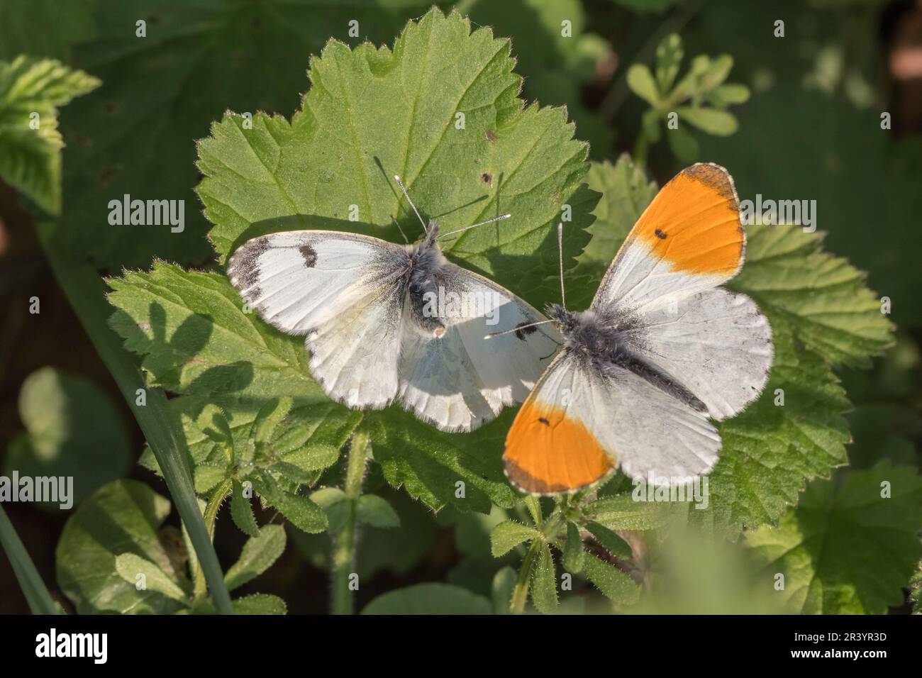 Anthocharis cardamines, known as Orange tip butterfly, Orange-tip (left ...