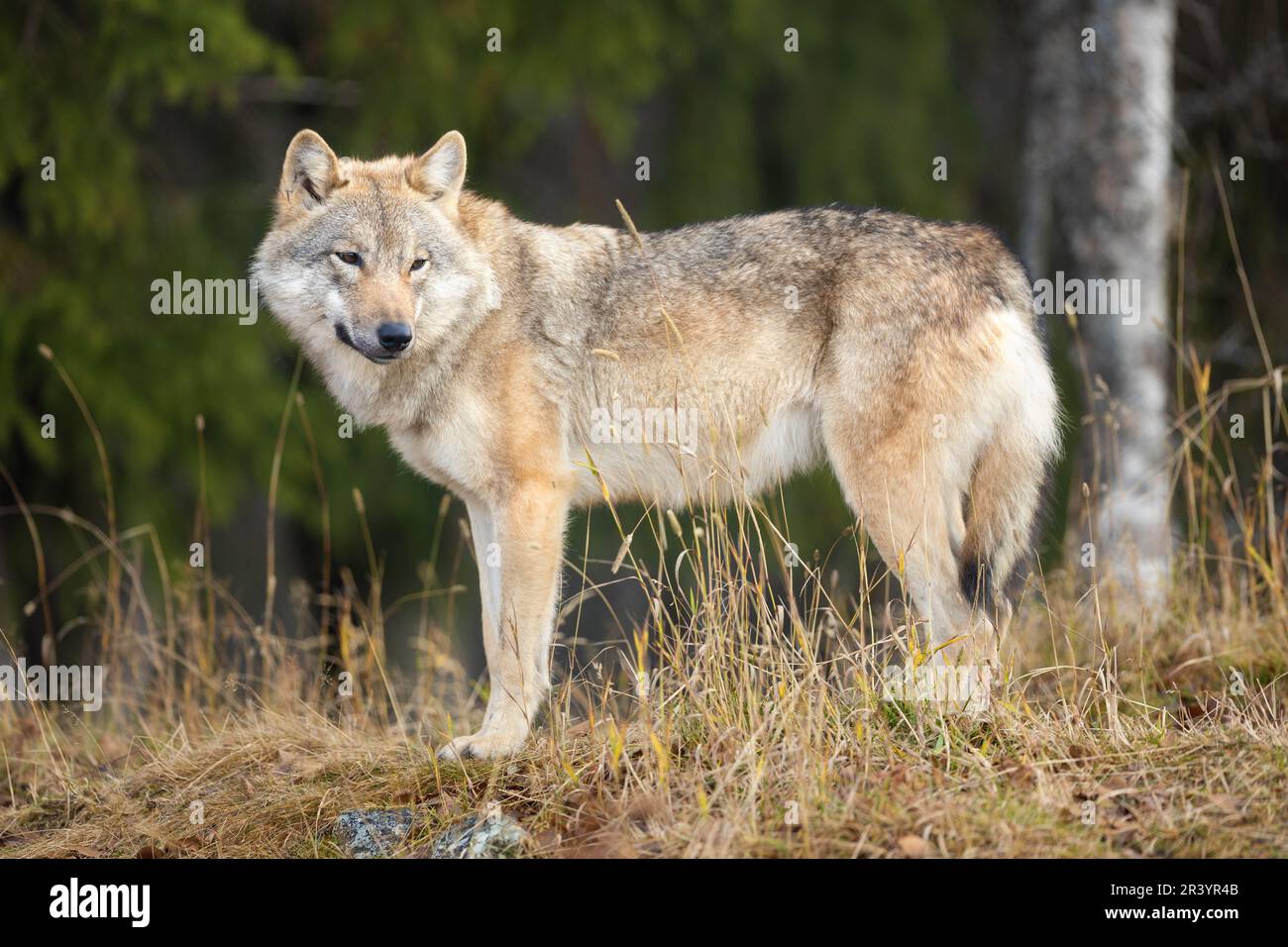 Wild timber wolf standing in hi-res stock photography and images - Alamy