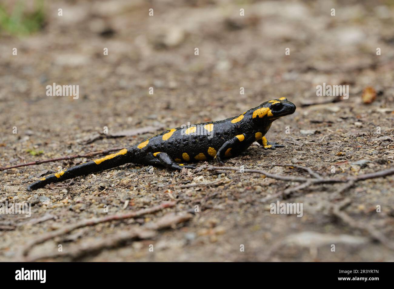 Fire Salamander on a Rainy Spring Day in a Forest Wilderness in Austria ...