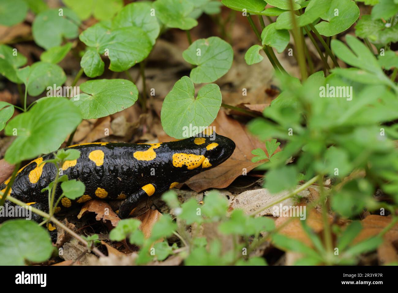 Fire Salamander on a Rainy Spring Day in a Forest Wilderness in Austria ...