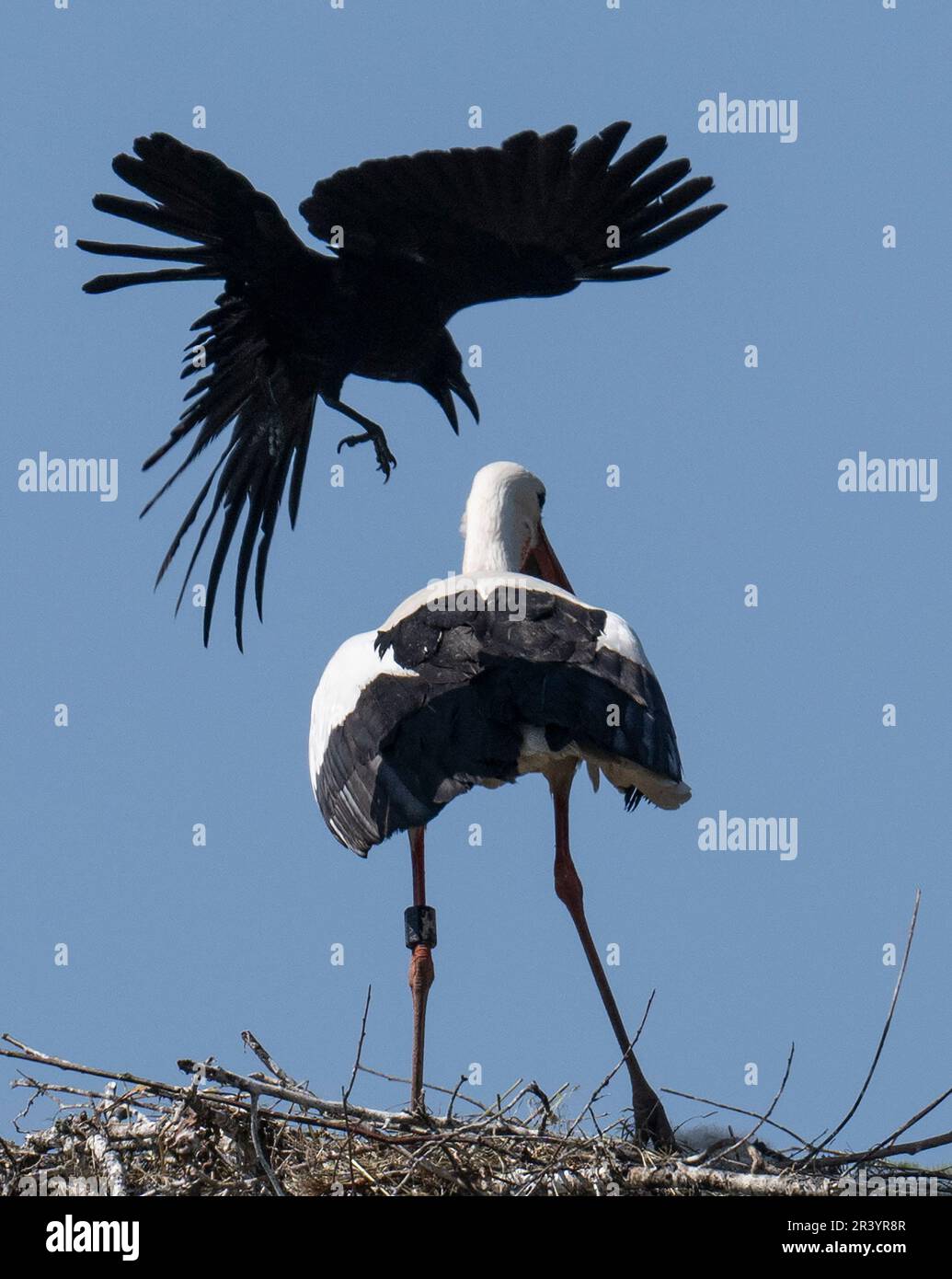 Biebesheim, Germany. 25th May, 2023. A crow attacks a stork on its nest ...