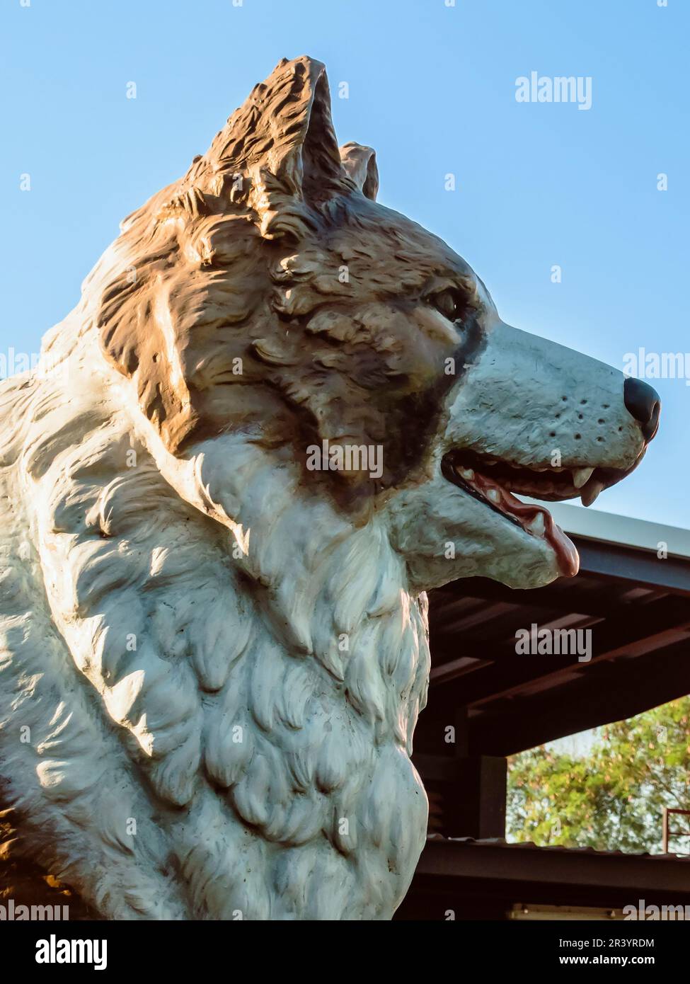 PHITSANULOK -THAILAND,DECEMBER 11 ,2020 : A beautiful statue of white-brown dog of the Bang Kaeo ...