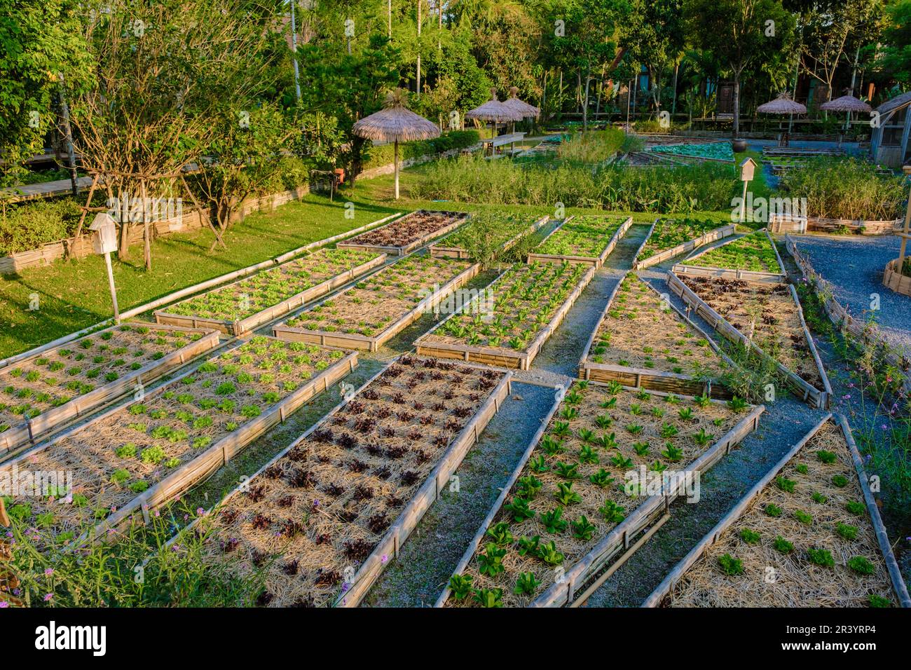 Community kitchen garden. Raised garden beds with plants in vegetable ...