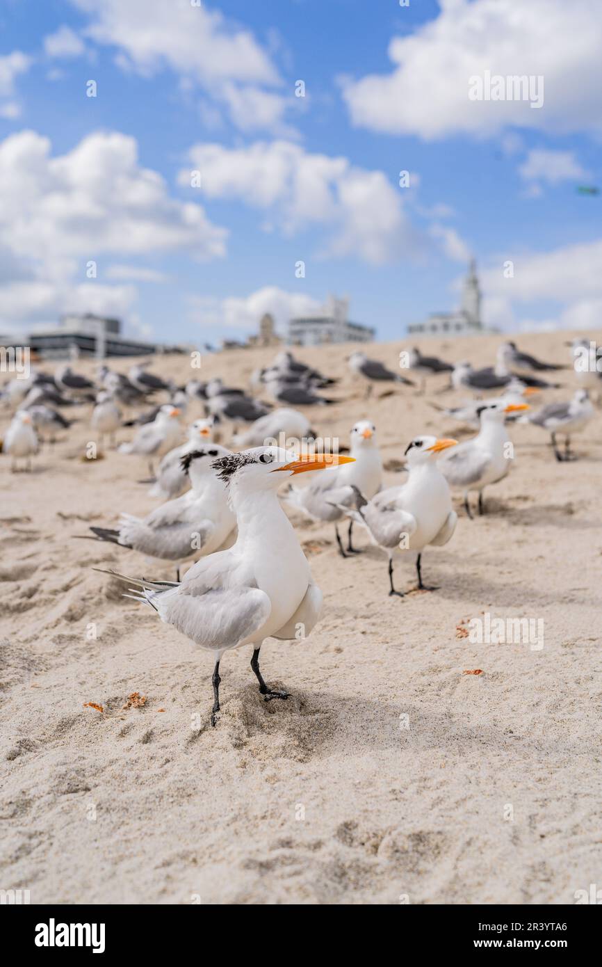 View of a Royal Tern group of birds in the Miami Beach sand Stock Photo ...