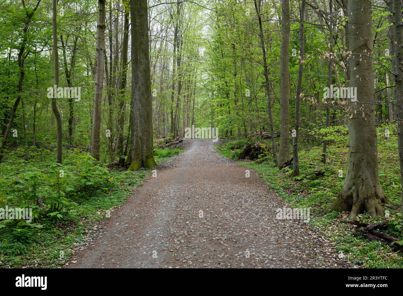 Walking path through the woods of Watermael-Boitsfort, Brussels ...