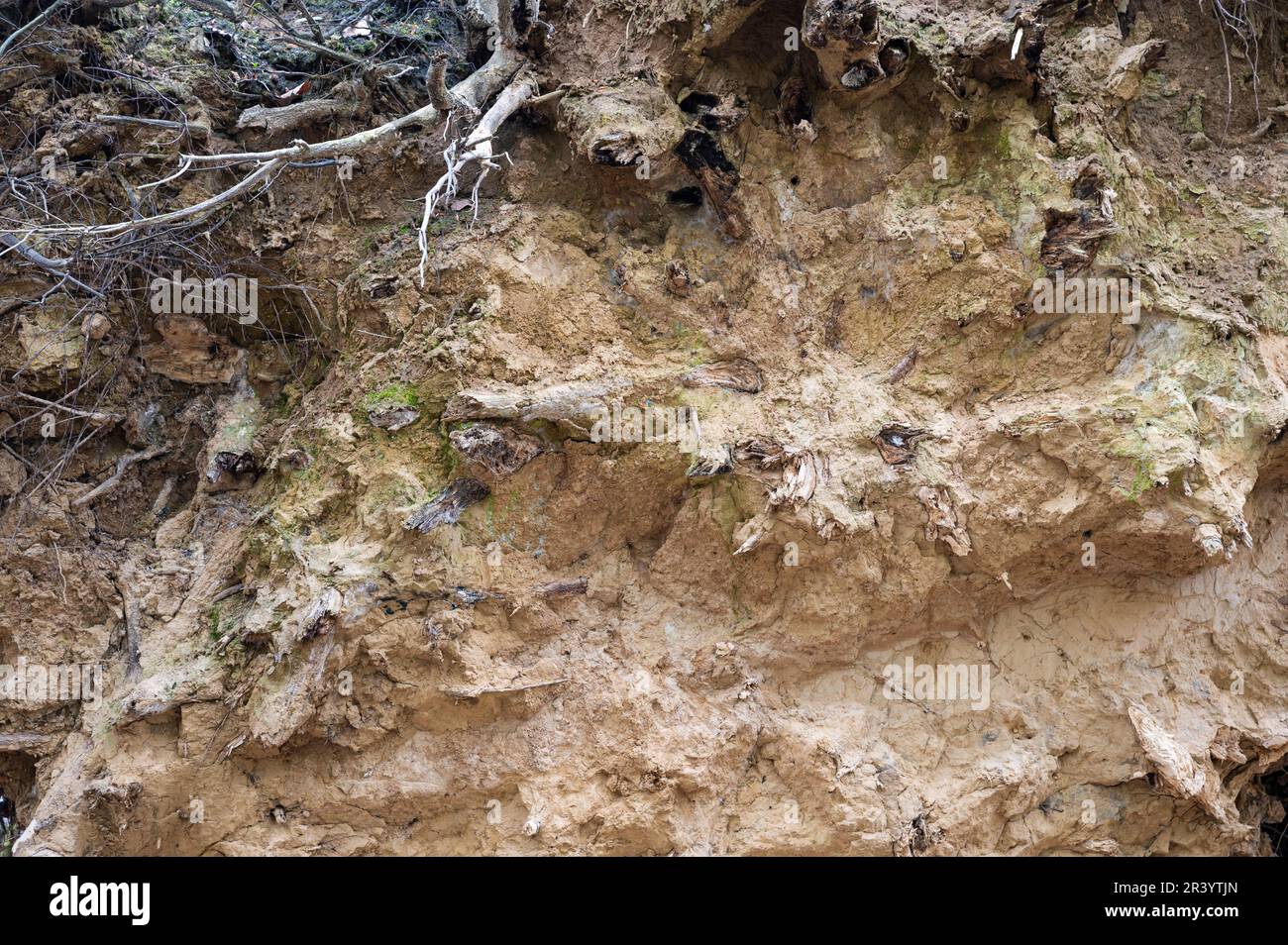 Rough texture of brown soil on a fallen tree root, Watermael-Boitsfort ...