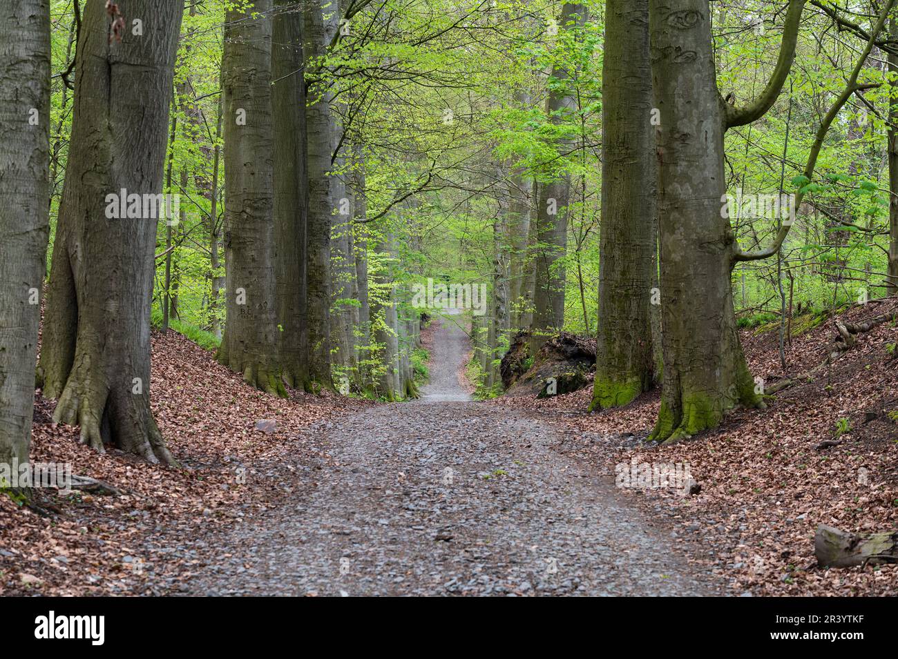 Walking path through the woods of Watermael-Boitsfort, Brussels ...
