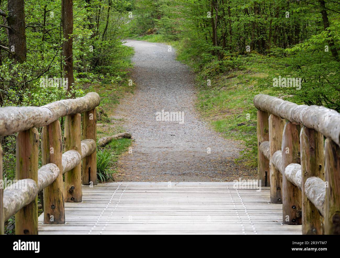 Wooden bridge over creek in the woods, Watermael-Boitsfort, Brussels ...