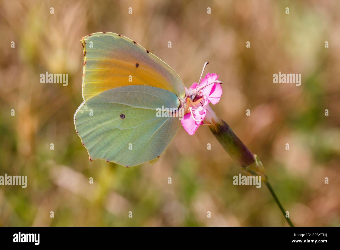 Cleopatra falter hi-res stock photography and images - Alamy