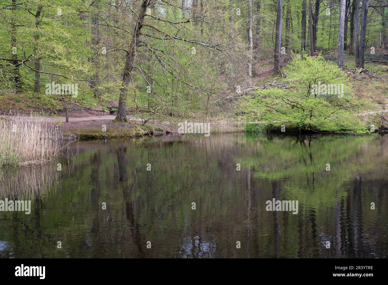 Nature landscape with reflecting trees in the water ponds of Watermael ...