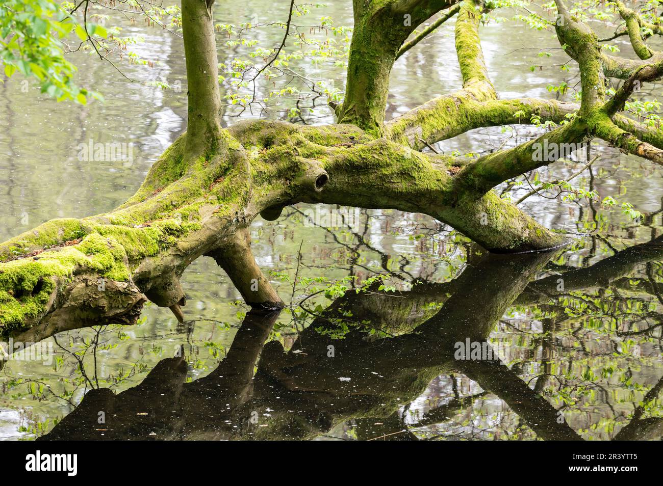 Big branch of a fallen tree, covered with green moss, Watermael ...