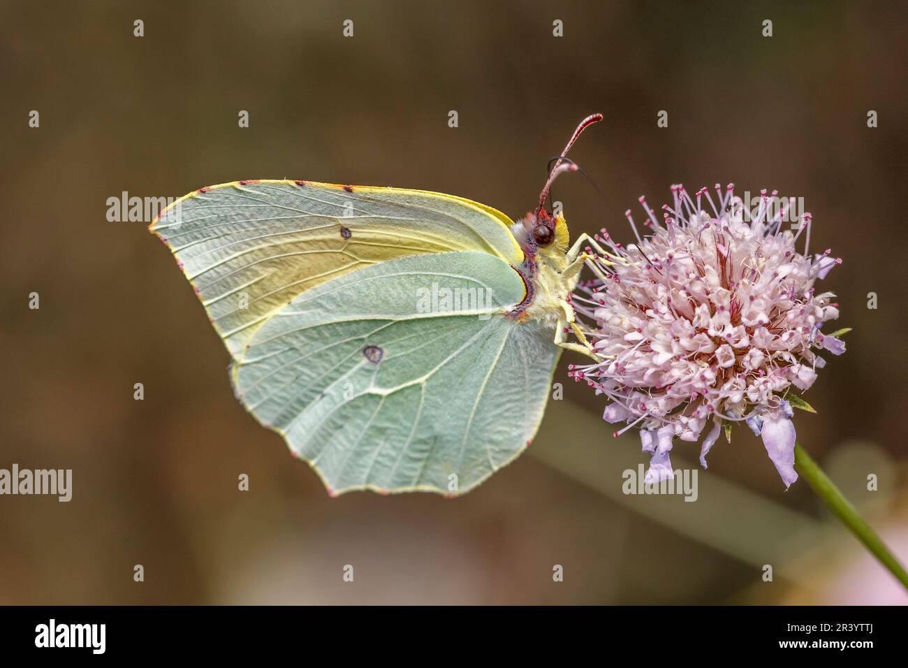 Cleopatra falter hi-res stock photography and images - Alamy
