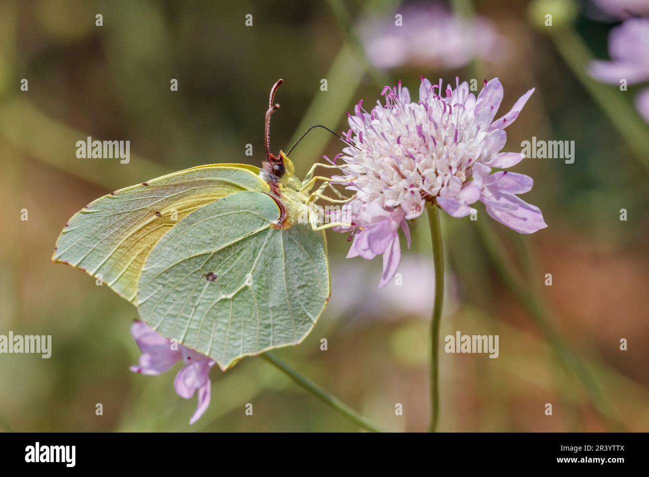 Cleopatra falter hi-res stock photography and images - Alamy