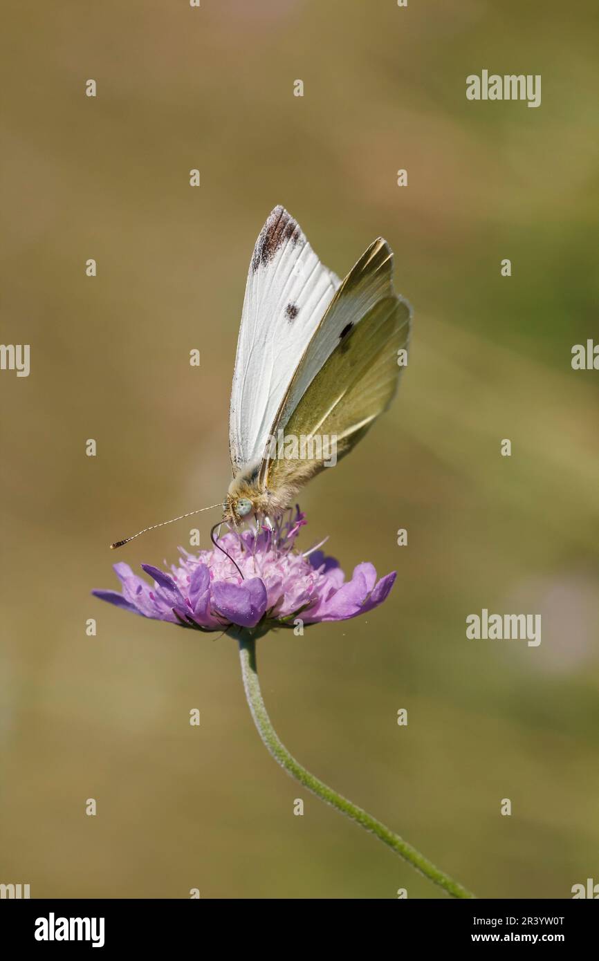 Pieris brassicae, known as Large white, Cabbage butterfly, Cabbage ...