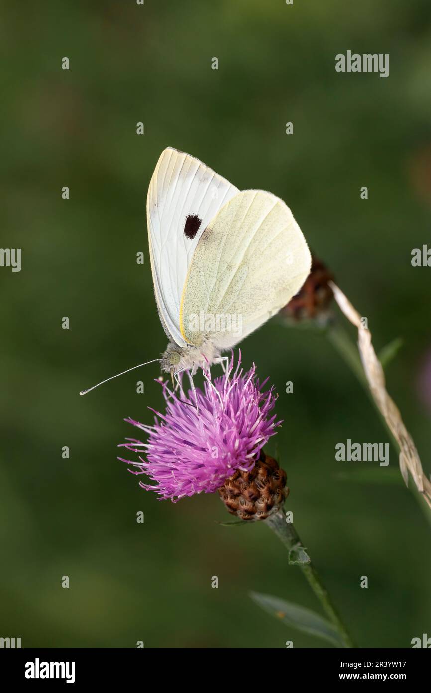 Pieris brassicae, known as Large white, Cabbage butterfly, Cabbage ...