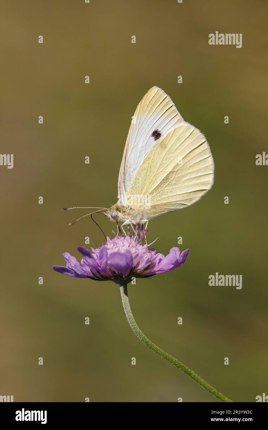 Pieris brassicae, known as Large white, Cabbage butterfly, Cabbage ...